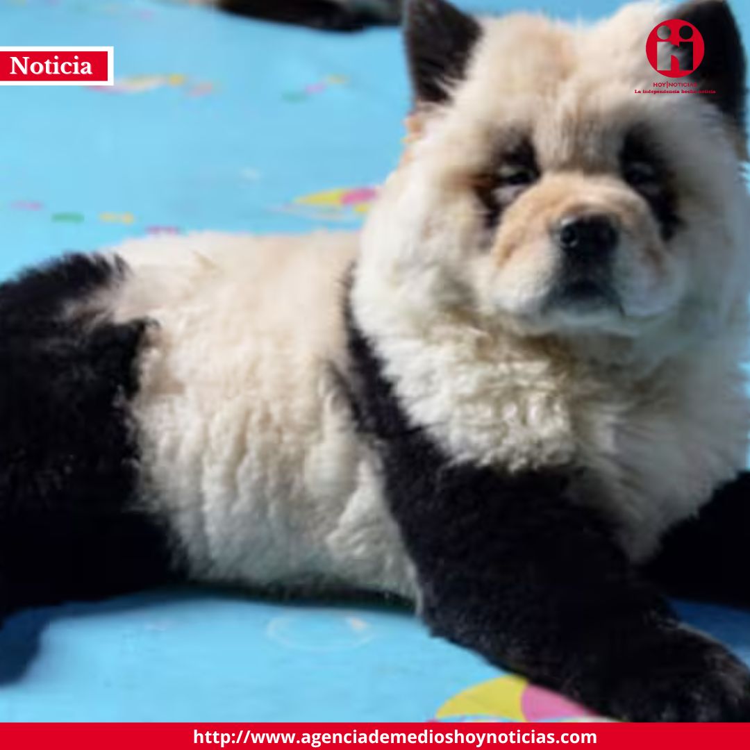 ¡Qué descaro! Zoológico chino pintaba perros para hacerlos pasar por ...